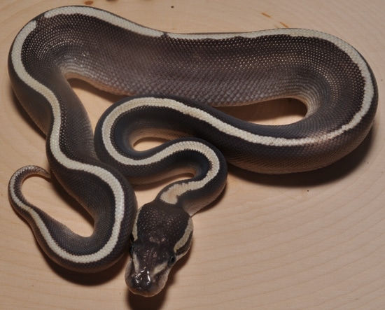 GHI Mojave Het Pied Ball Python by Ramon Rojas Reptiles