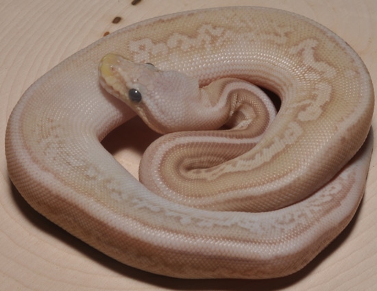Pewter Leopard Banana Ball Python by Ramon Rojas Reptiles