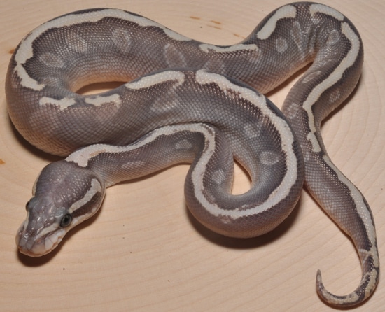 GHI Butter Ghost Ball Python by Ramon Rojas Reptiles