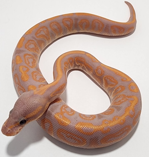 Coral Glow Black Pastel Pos Dh Clown Pied Ball Python by R&r Morph's