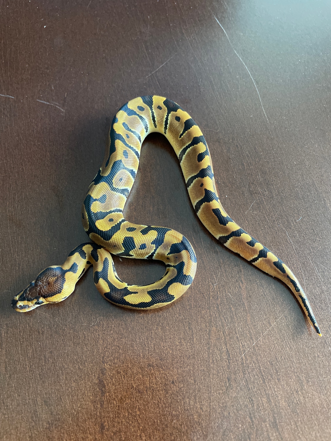 Blade 100% Het Clown Ball Python by R & R Pythons - MorphMarket