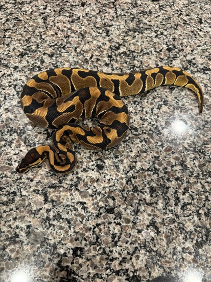 Blade 100% Het Clown Ball Python by R & C Pythons