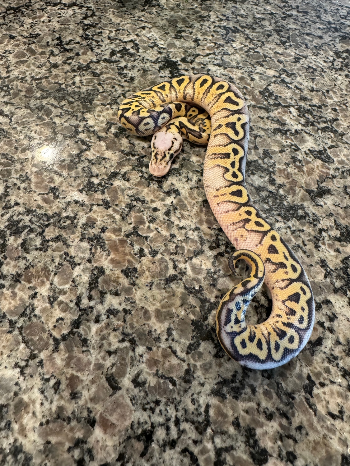 R & C Pythons's Collection - MorphMarket