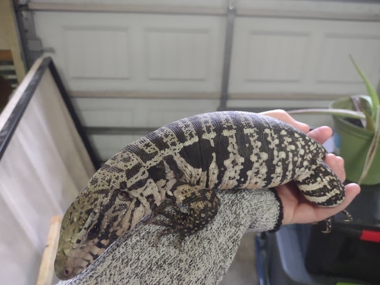 Argentine Ultra Female Tegu Argentine Tegus by R&R Dragons