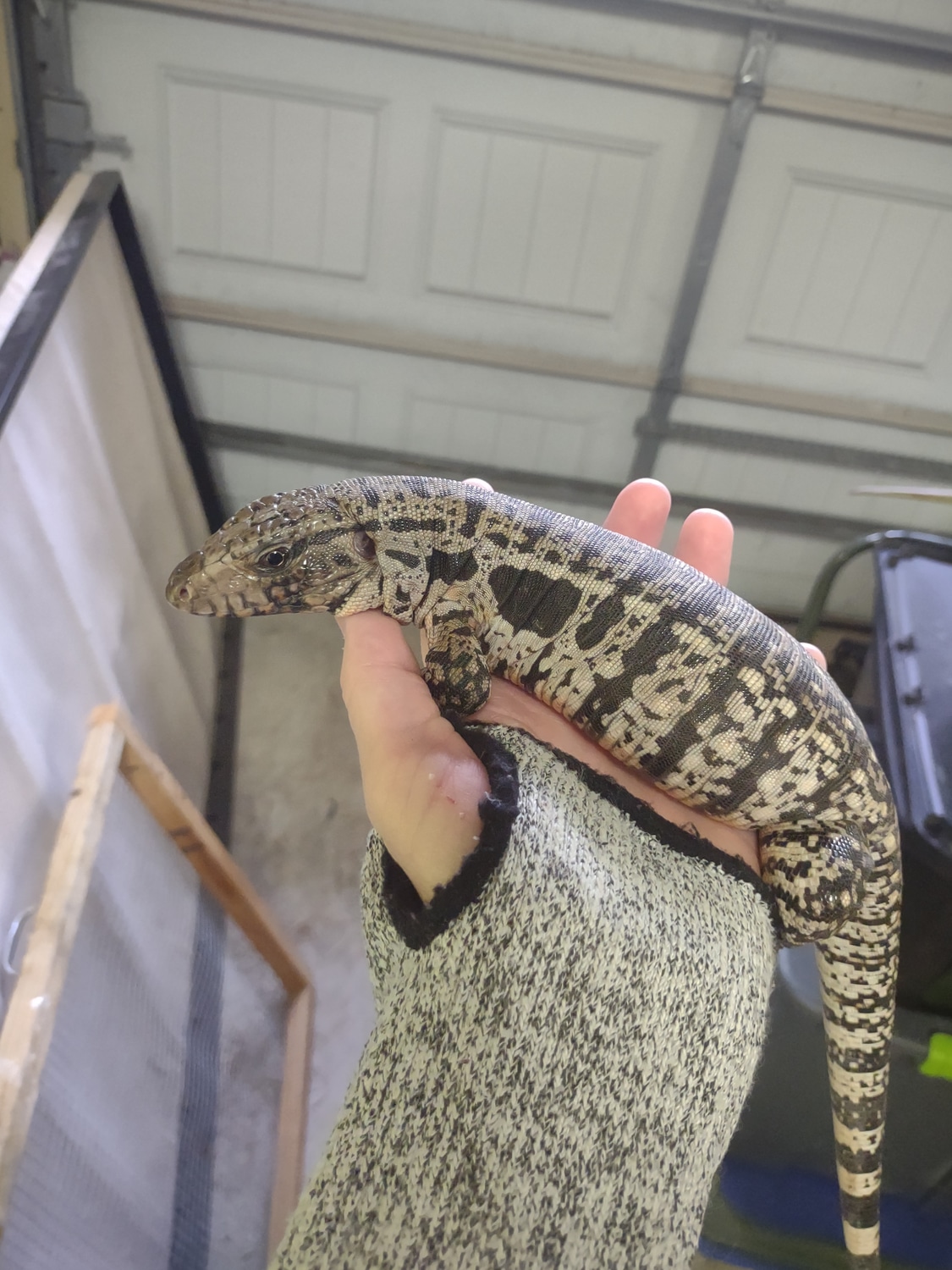 Argentine Ultra Female Tegu Argentine Tegus by R&R Dragons - MorphMarket