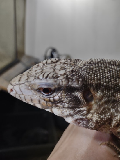 2021 Fire Ice Male Other Tegus by R&R Dragons