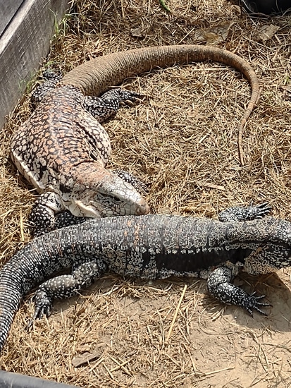 2017 Titanium Tegu Male Other Tegus by R&R Dragons