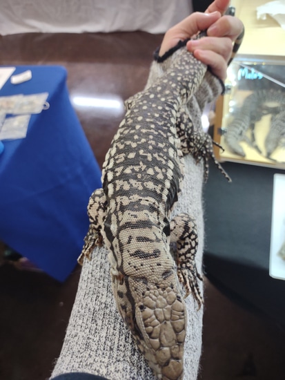 Argentine Ultra Female Tegu Argentine Tegus by R&R Dragons