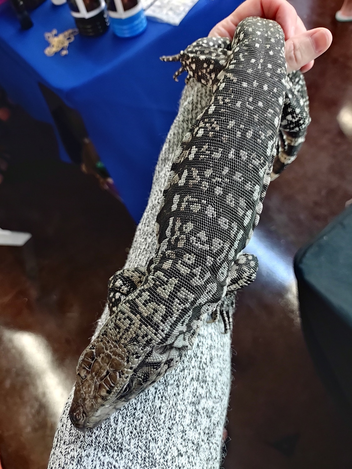 Argentine Ultra Tegu Male Salvator Tegu by R&R Dragons - MorphMarket