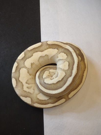Lesser Firefly Ball Python by R&R Dragons