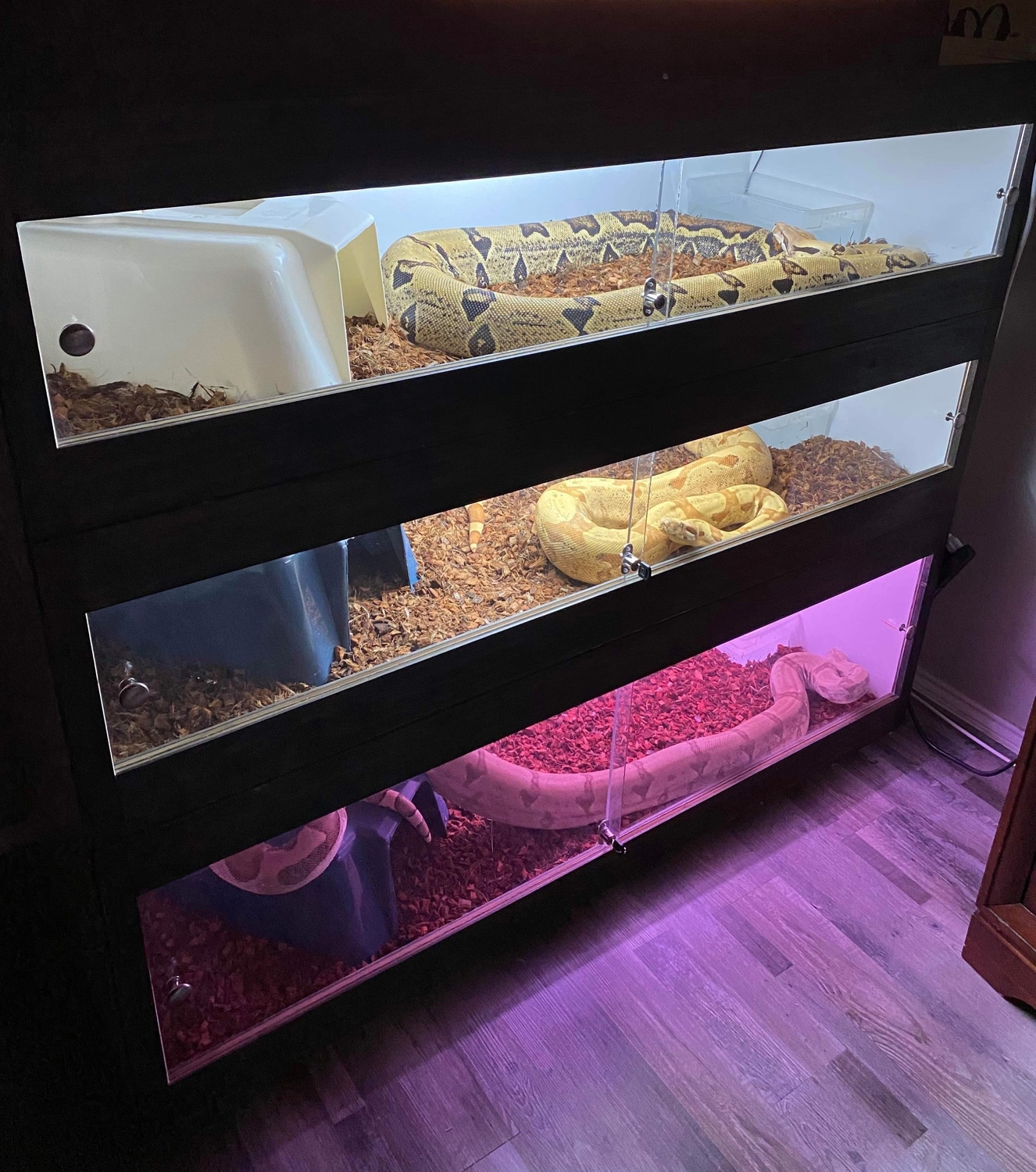 Boa Constrictor Litter: Ghost by R&M Morphs - MorphMarket