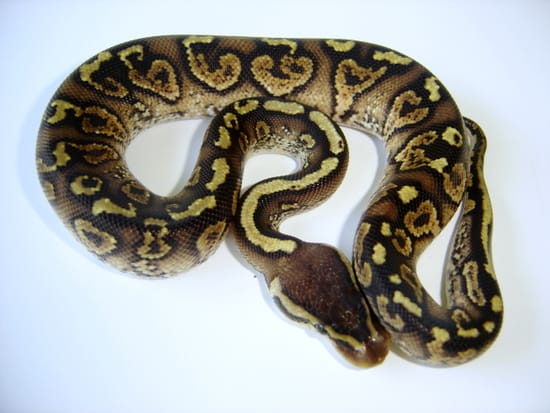 Male Paint C2-21-2 Ball Python by Coldthumb_Creations