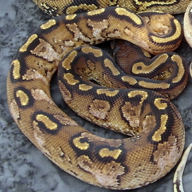 Male Graffiti C2-21-3 Ball Python by Coldthumb_Creations - MorphMarket