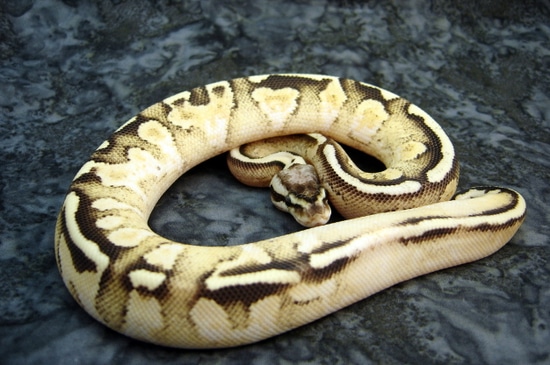 Firefly Graffiti Ball Python by Coldthumb_Creations