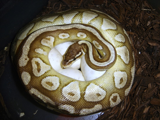 Pastel Lesser Het Paint Ball Python by Coldthumb_Creations