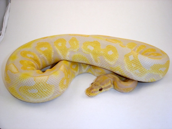 Black Pastel Lavender Albino Ball Python by Coldthumb_Creations