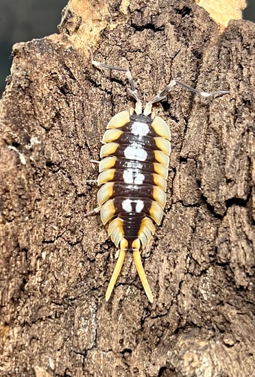 10 Ct Expansus Orange Isopod by ColonialExotics