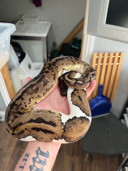 Pied Het Caramel Ball Python by ACSG Royal Pythons UK