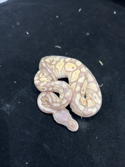 Banana Lesser Pastel Ball Python by ACSG Royal Pythons UK