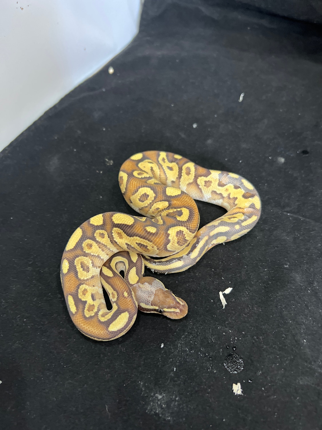 Blackhead Spider Mojave Fire R&r Ball Python by ACSG Reptiles - MorphMarket