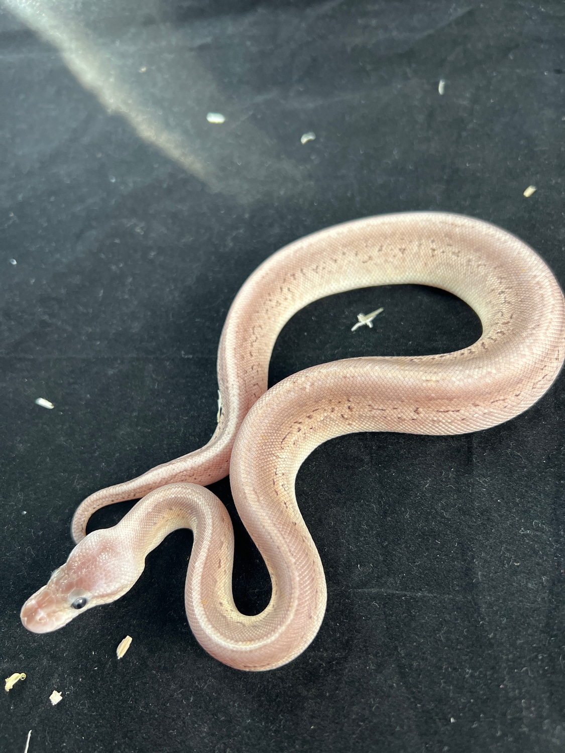 Pewter Kingpin Ball Python by ACSG Reptiles - MorphMarket
