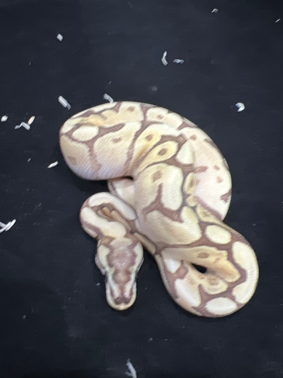 Spider Fire Mojave Ball Python by ACSG Royal Pythons UK
