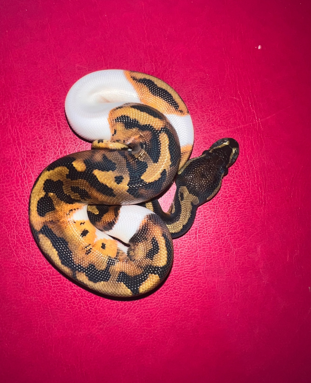 Leopard Pied 100% Het Ultramel Ball Python by ACSG Royal Pythons UK ...