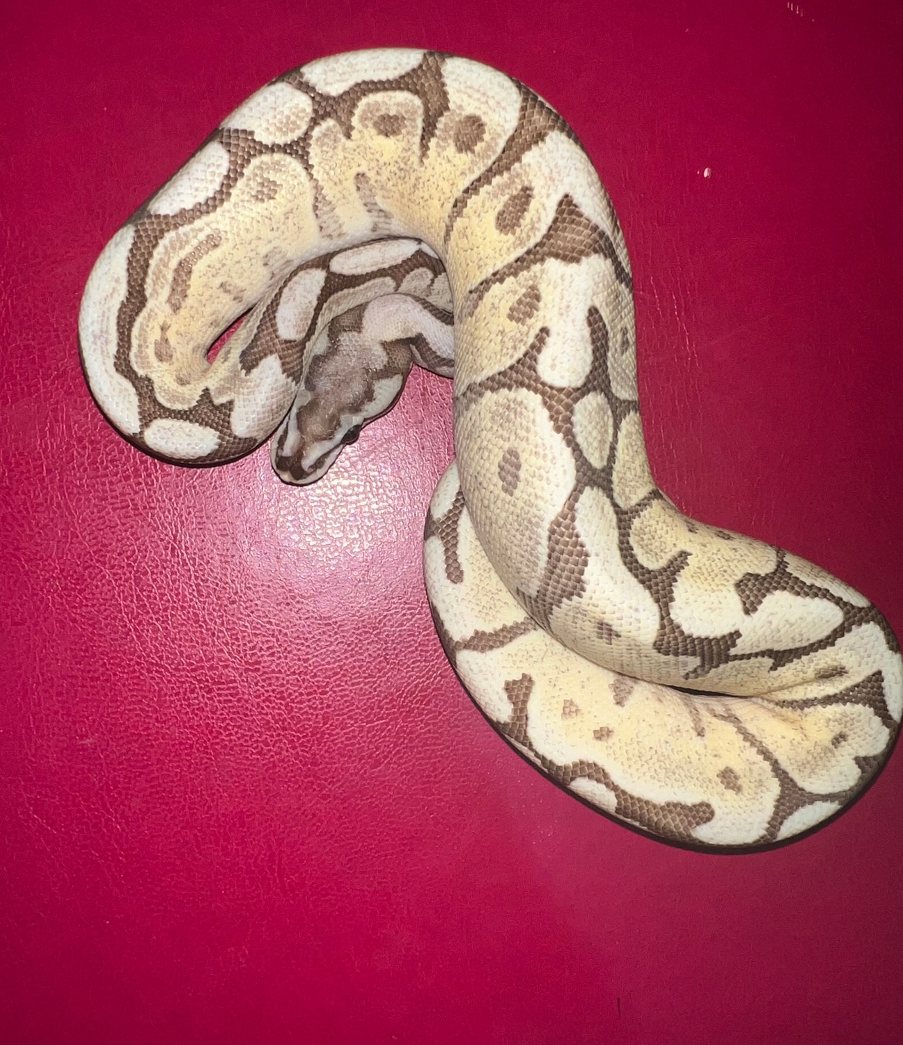 Spider Mojave Fire Ball Python by ACSG Royal Pythons UK - MorphMarket