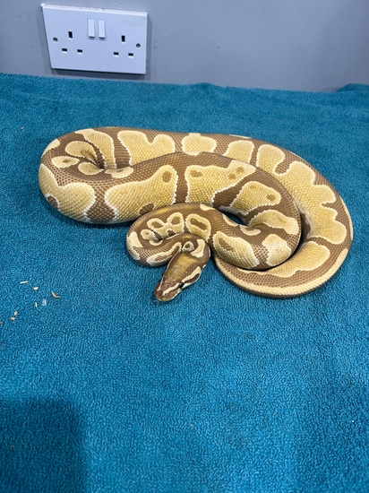 1.2 Group Ball Python by ACSG Royal Pythons UK