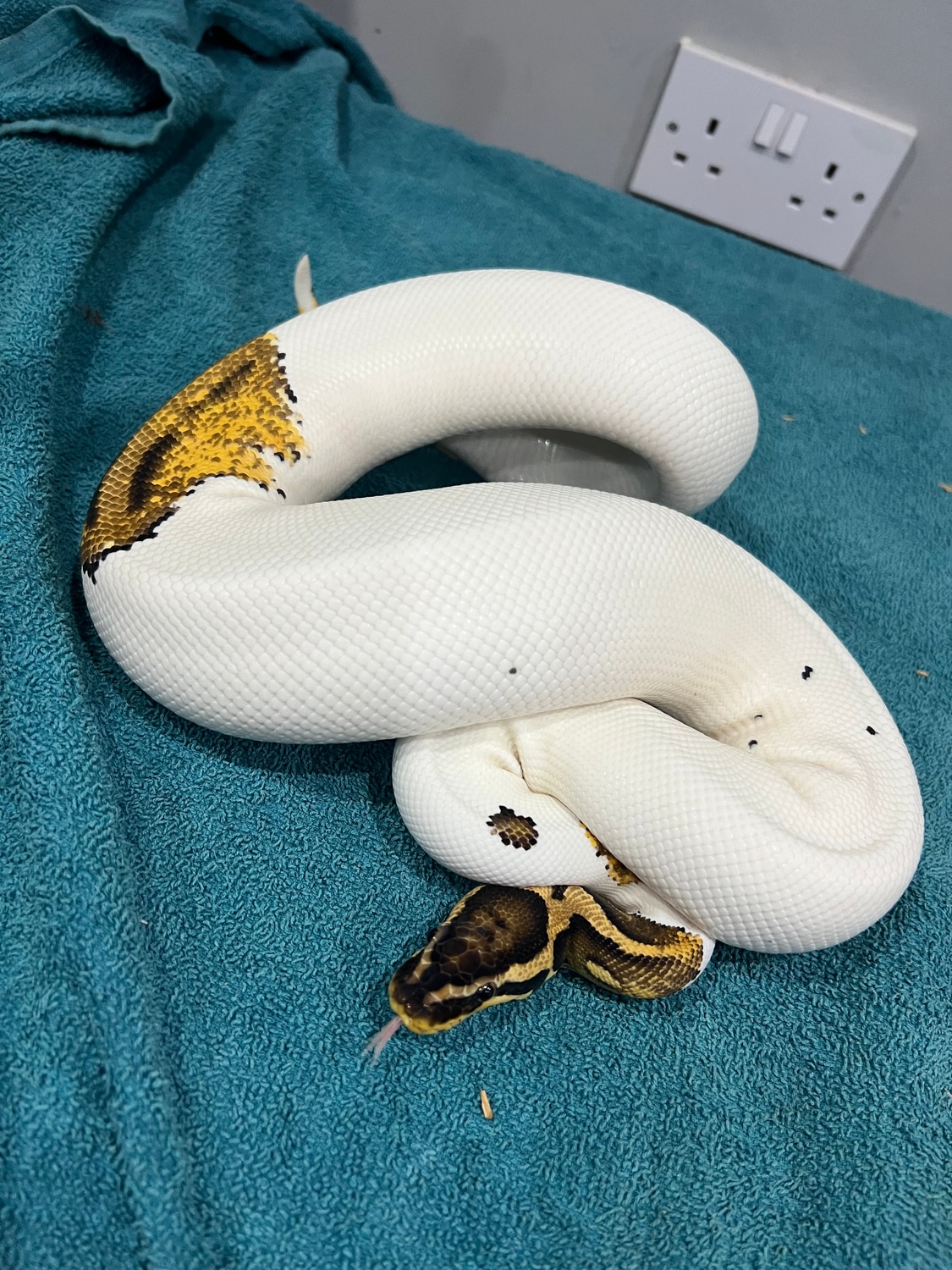 ACSG Royal Pythons UK's Collection - MorphMarket