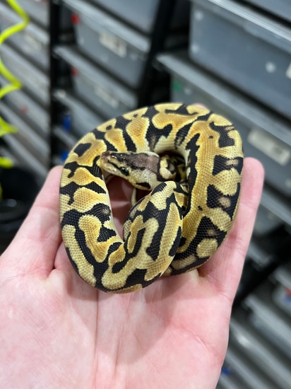 Pastel Puzzle 50% Het Hypo 50% Het VPI Ball Python by ACSG Royal Pythons UK
