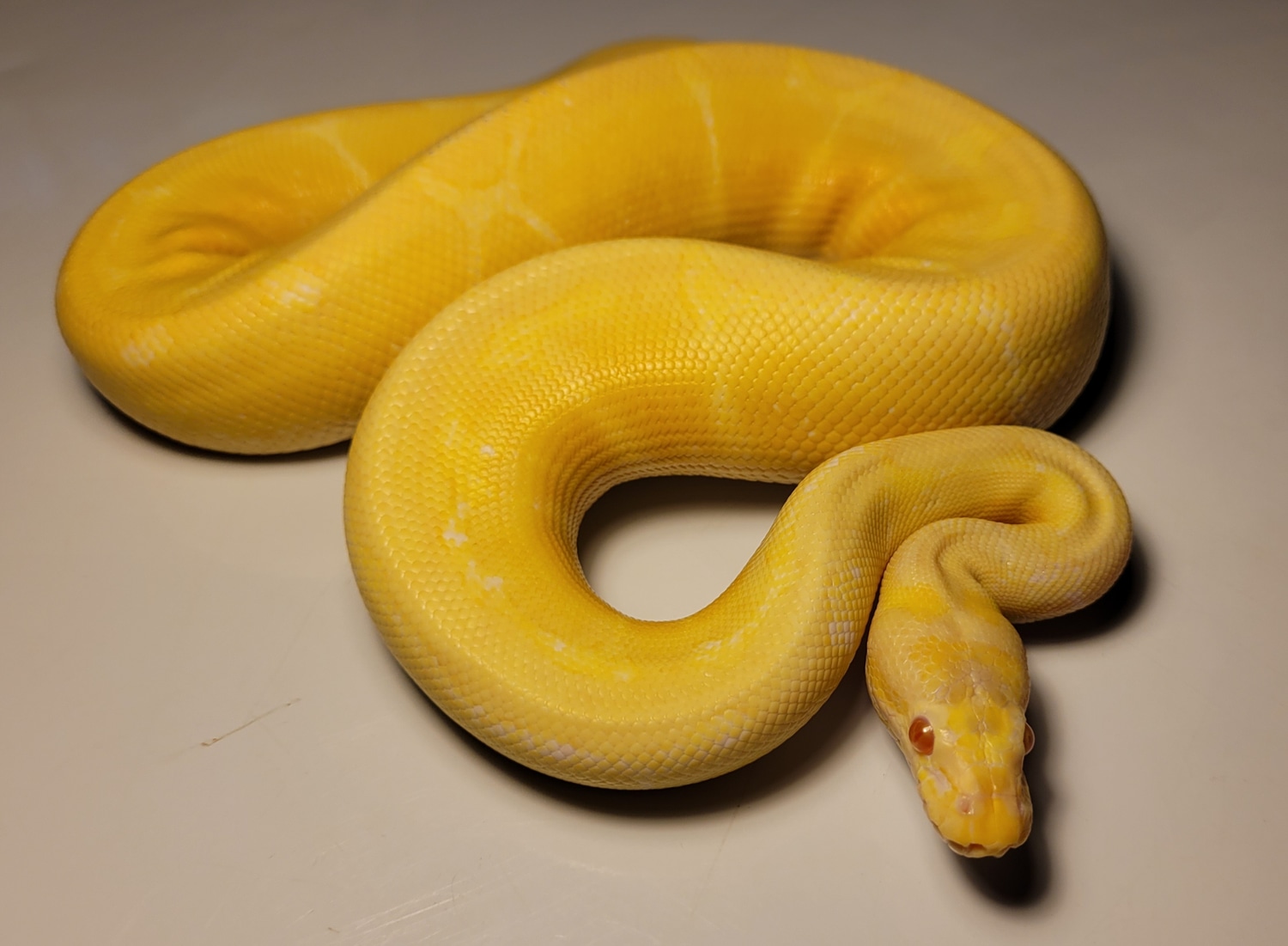Albino Spider 100% Het Pied Ball Python by Rich Casavant - MorphMarket