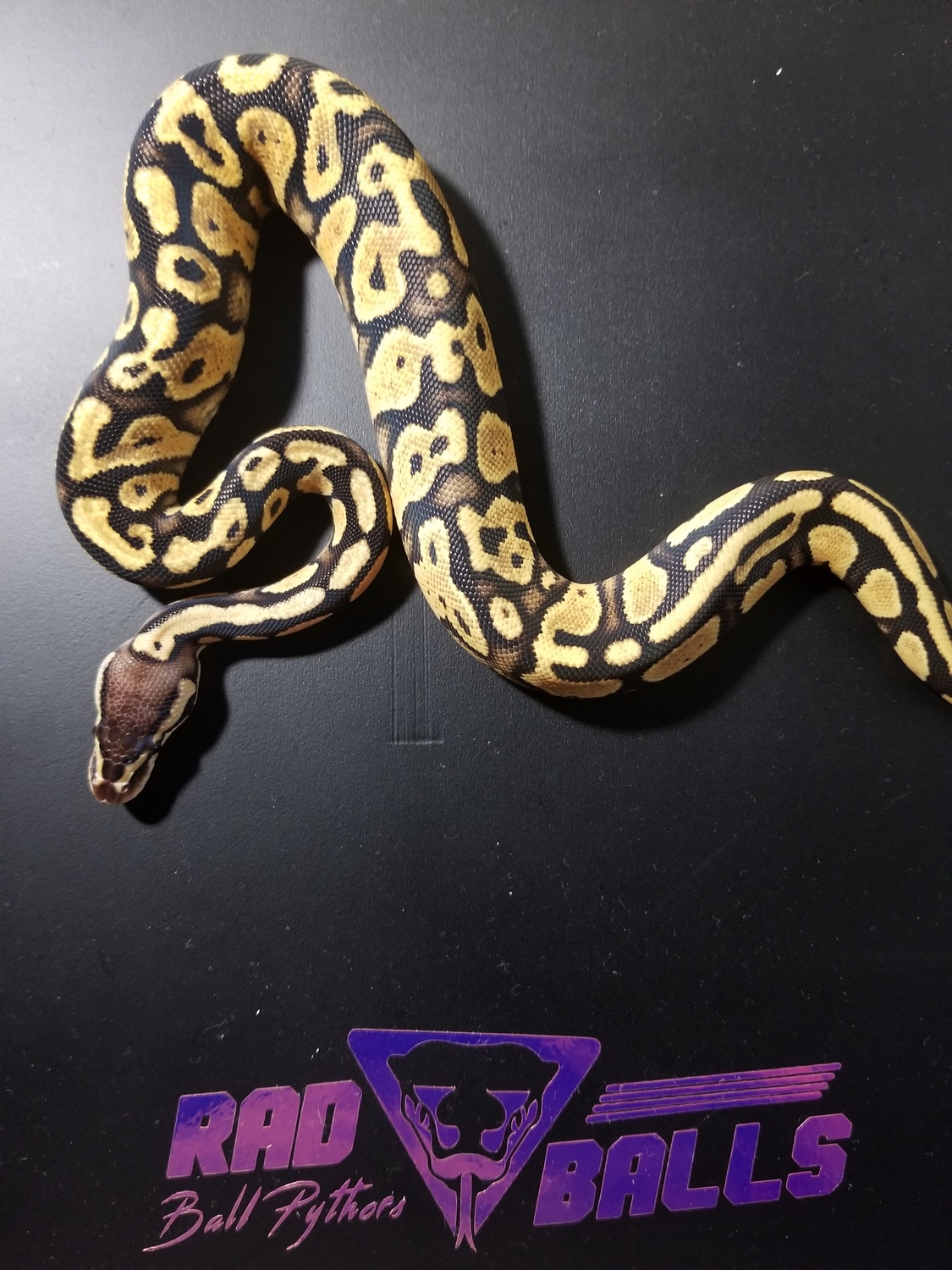 Firefly Yellowbelly Ball Python by Rad Balls Ball Pythons - MorphMarket