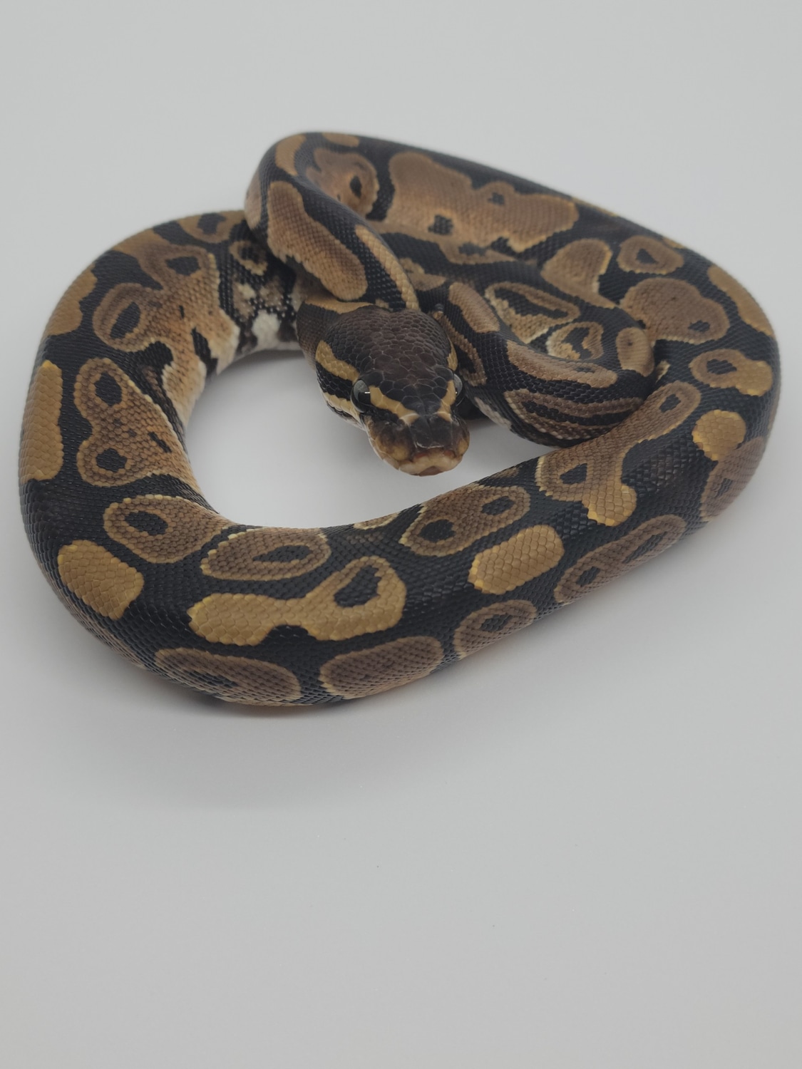 Female 66% Het Pied Ball Python by Rad Balls Ball Pythons - MorphMarket