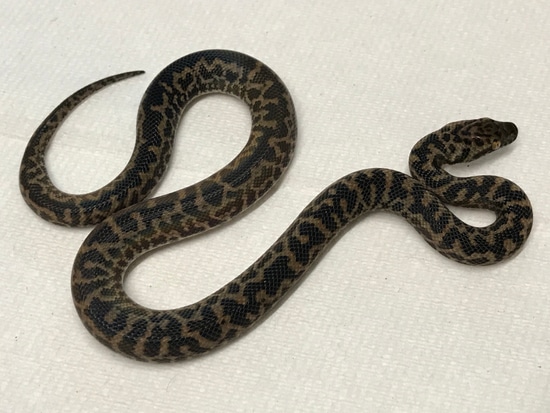 Cape York Spotted Python by RAD Reptiles