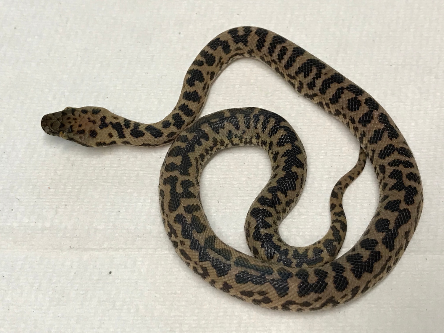 Cape York Spotted Python by RAD Reptiles - MorphMarket