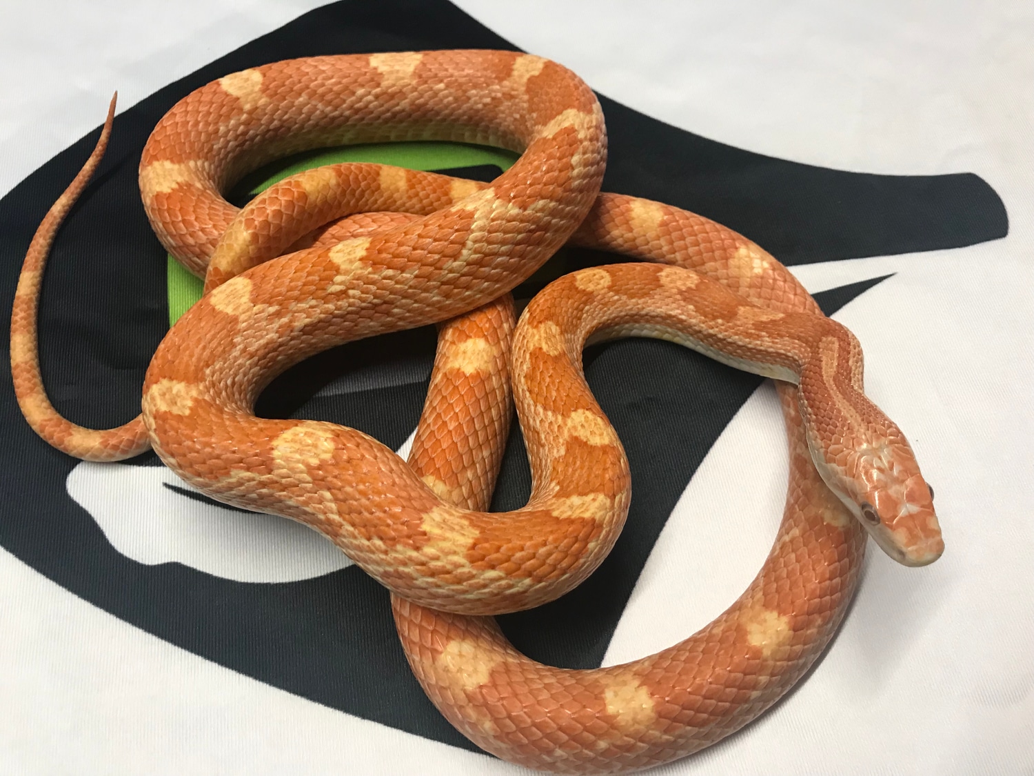 Herm Line Albino Black Eastern Rat Snake by RAD Reptiles - MorphMarket