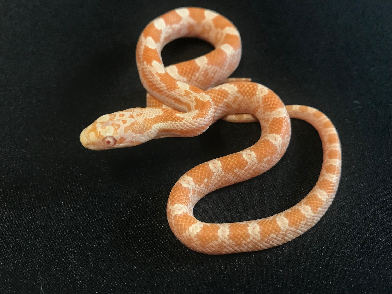 Herm Line Albino Eastern Rat Snake by RAD Reptiles - MorphMarket