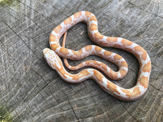 Herm Line Albino Eastern Rat Snake by RAD Reptiles