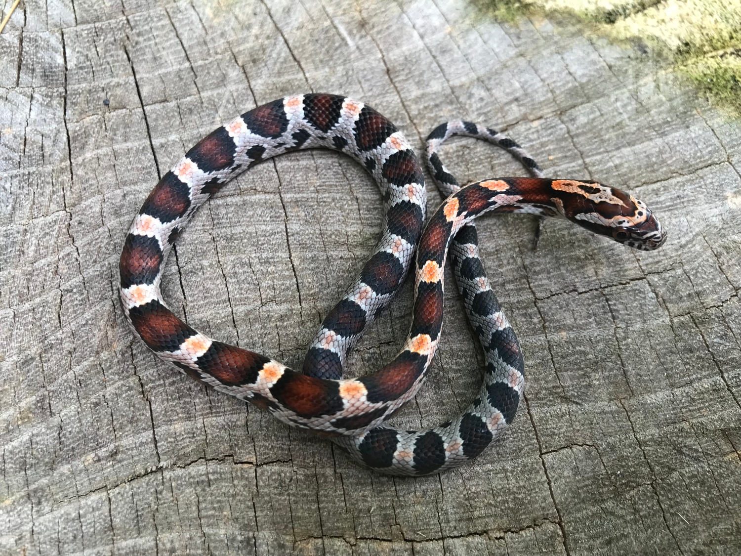 Sherman Line Okeetee Hunt Club Corn Snake by RAD Reptiles - MorphMarket