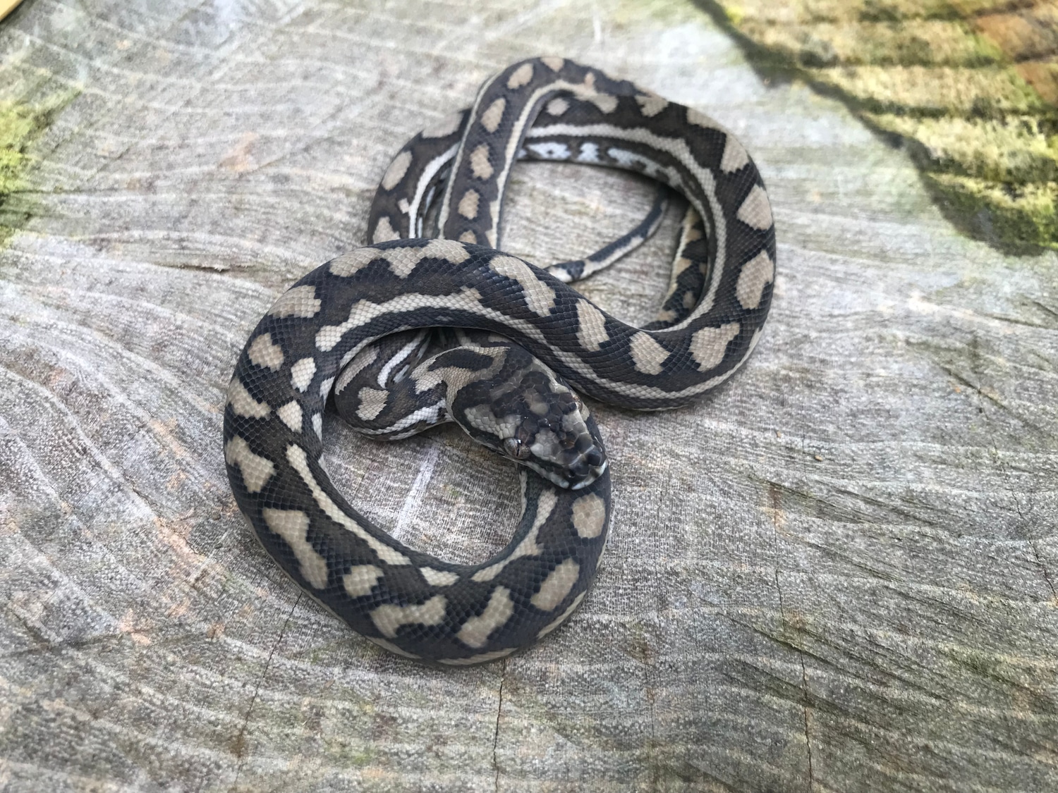 Tiger Possible Het Axanthic Coastal Carpet Python by RAD Reptiles ...