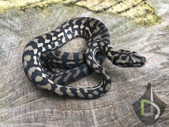 Rockhampton Coastal Carpet Python by RAD Reptiles