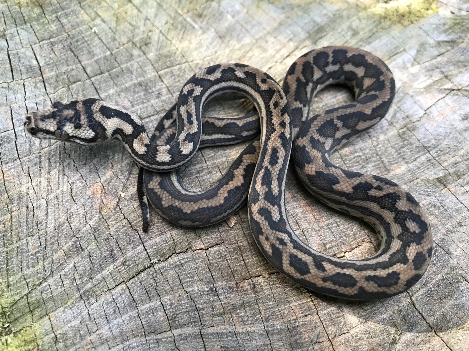 Partially Striped Possible Het Axanthic Coastal Carpet Python by RAD ...