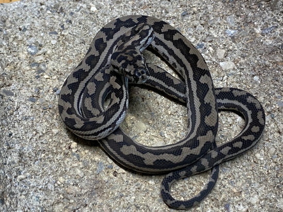 Tiger Possible Het Axanthic Coastal Carpet Python by RAD Reptiles