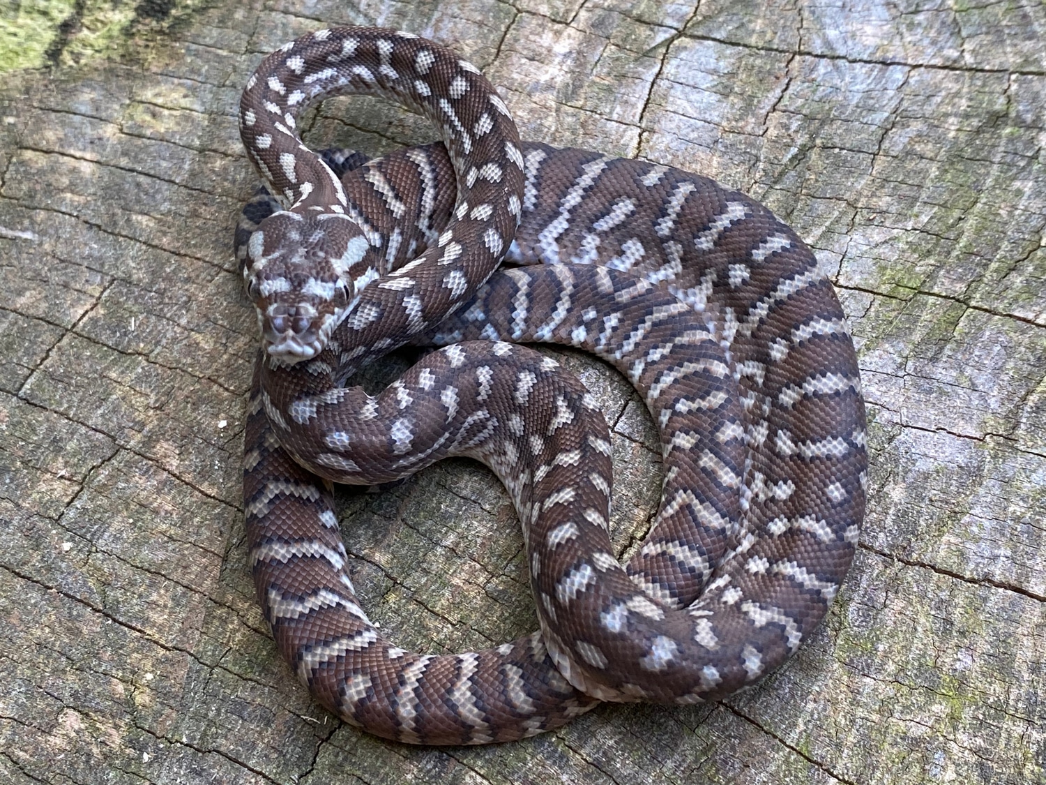 Classic Bredl's Python Centralian Carpet Python by RAD Reptiles ...