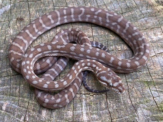 Classic Bredl's Python Centralian Carpet Python by RAD Reptiles