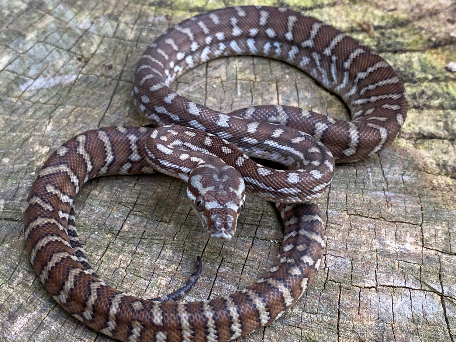 Classic Bredl's Python Centralian Carpet Python by RAD Reptiles ...