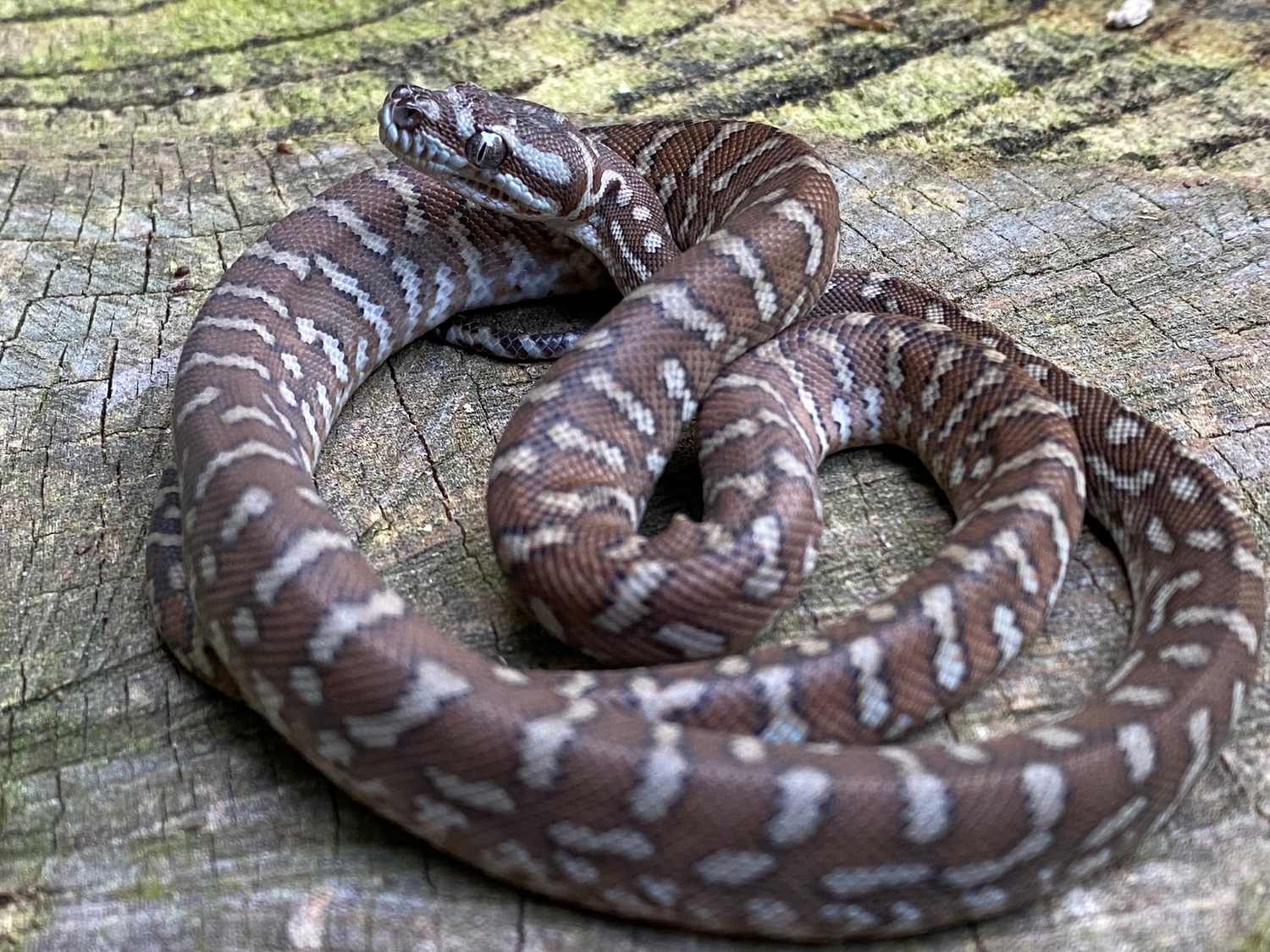 Classic Bredl's Python Centralian Carpet Python by RAD Reptiles ...