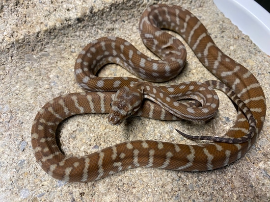 Male Bredl’s Python Hypo? Centralian Carpet Python by RAD Reptiles