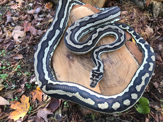 Tiger Het Axanthic Coastal Carpet Python by RAD Reptiles